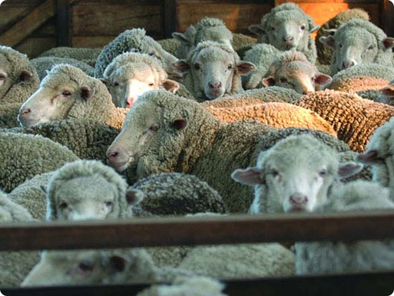 About - AWTA Wool Testing